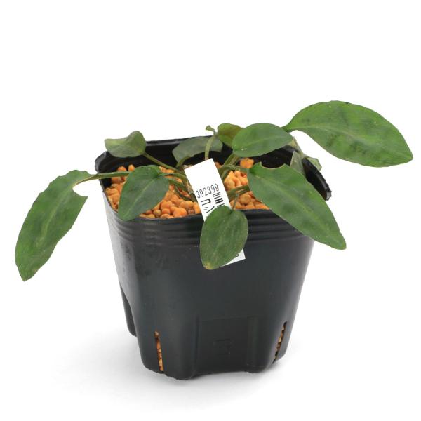 _gardening　ガーデニング　山野草　植物　植物生体　ガーデニング生体　育て方　育成方法　栽培方法　草花盆栽　草物盆栽　園芸　品種　種類　Ｃｈｉｏｎｏｇｒａｐｈｉｓ　ｊａｐｏｎｉｃａ　ｖａｒ．　Ｋｏｓｈｉｋｉ　Ｆｏｒｍ．　シュロソウ科...