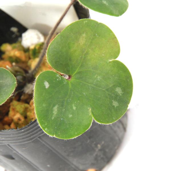 ガーデニング　山野草　テラリウム　Ｈｅｐａｔｉｃａ　ｎｏｂｉｌｉｓ　ｖａｒ．ｊａｐｏｎｉｃａ　雪割草　ユキワリソウ　三角草　ミスミソウZrbhwDz3　植物　植物生体　ガーデニング生体　育て方　育成方法　栽培方法　20241123　NMIY...