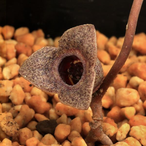 kotenplant　_gardening　育て方　育成方法　栽培方法　古典園芸　園芸　ガーデニング　山野草　盆栽　多年草　品種　種類　花　花苗　サイシン　細辛　カンアオイ　寒葵　アオイ　葵　ウマノスズクサ科　カンアオイ属　ヤマトカンアオイ...