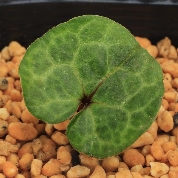 kotenplant　_gardening　育て方　育成方法　栽培方法　古典園芸　園芸　ガーデニング　山野草　盆栽　多年草　品種　種類　花　花苗　サイシン　細辛　カンアオイ　寒葵　アオイ　葵　ウマノスズクサ科　カンアオイ属　Ａｓａｒｕｍ　ｒ...