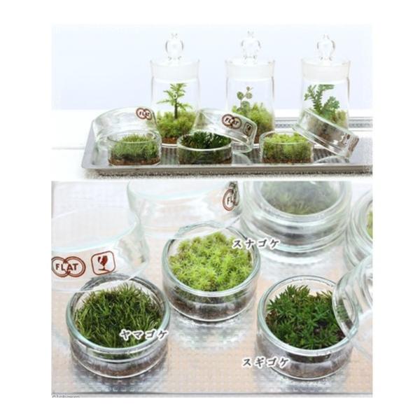 line2462terarium　koketera　ＭＳ34　_hachu　コケシリーズ　terrarium　苔Ｔｅｒｒａシリーズ　テラリウムガラス　テラリウムキット　ガーデニング　観葉植物　苔テラリウム　コケテラリウム　苔盆栽　御所車　雪...