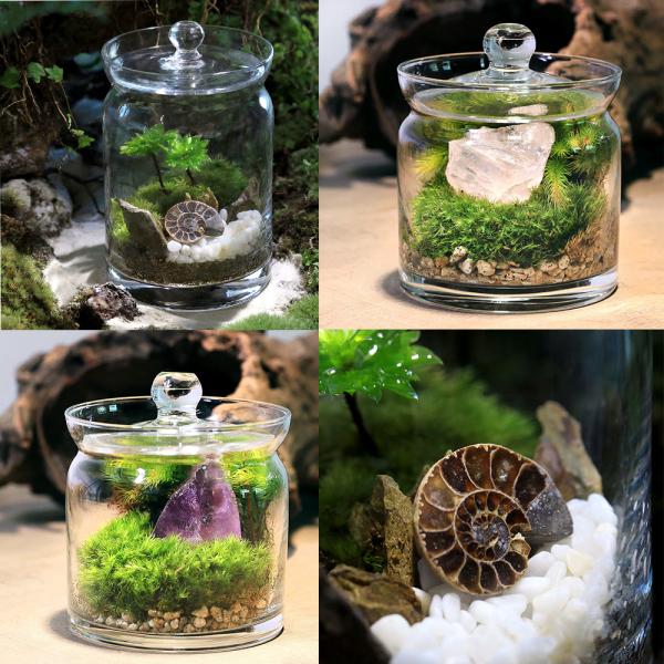 line2462terarium　interioraquastone　koketera　terrarium　mlmhousekotera　wintergift　kokebonsai　fathersday　テラリウム　テラリウムガラス　テラリ...