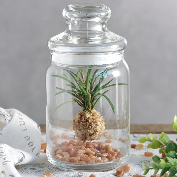 koketerra_series1802　koketera　koke_tera　kokemoss_terrarium　苔Ｔｅｒｒａシリーズ　テラリウムガラス　テラリウムキット　コケシリーズ　terrarium　ガーデニング　観葉植物　苔テラ...