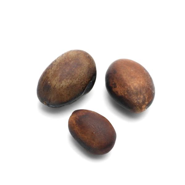 メーカー：■ sfset　_gardening　_hachu　観葉植物　園芸　ガーデニング　多肉植物　塊根植物　マメ科ホウオウボク属　コーデックス　all_plants　育て方　育成方法　栽培方法　pachypus　種子　発芽　発芽方法　実...