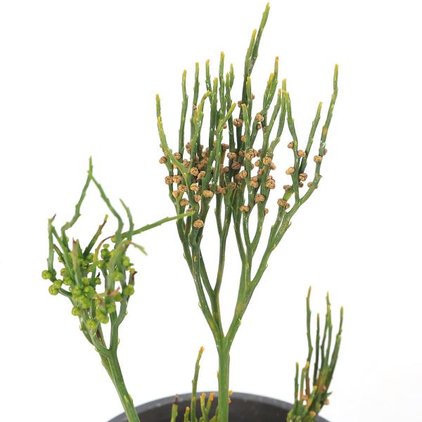 （観葉植物）　ガーデニング　花　苗　育て方　育成方法　栽培方法　観葉植物　松葉蘭　マツバラン科マツバラン属　マツバラン科　マツバラン科マツバラン属　ホウキラン　ｗｈｉｓｋ　ｆｅｒｎ　泡立て器　シダ　常緑シダ植物　趣味　園芸　伝統　AISHI...