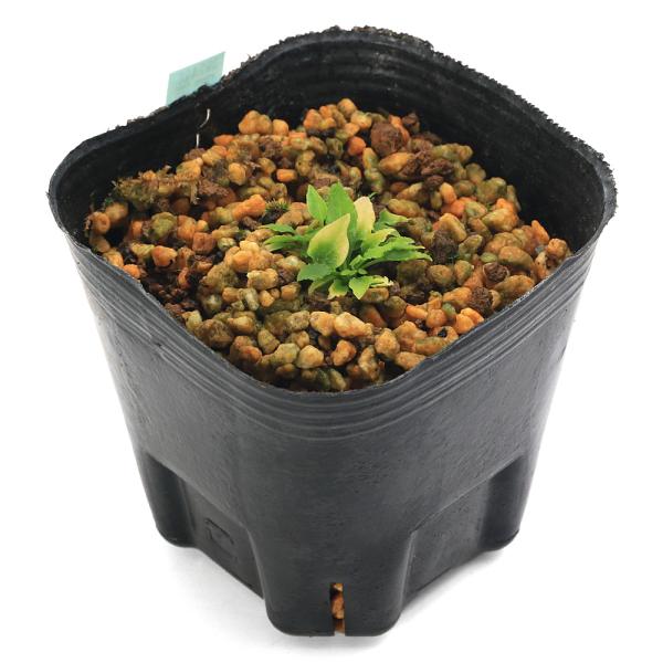 _gardening　ガーデニング　山野草　植物　植物生体　ガーデニング生体　育て方　育成方法　栽培方法　草花盆栽　草物盆栽　園芸　品種　種類　多年草　シュロソウ科　Ｍｅｌａｎｔｈｉａｃｅａｅ　シライトソウ属　Ｃｈｉｏｎｏｇｒａｐｈｉｓ　ｋ...