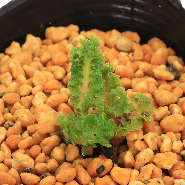 _kame　_gardening　観葉植物　園芸　ガーデニング　ビバリウム　アクアテラリウム　パルダリウム　水草　シダ　育て方　育成方法　栽培方法　多年性　多年草　羊歯植物　シダ植物　Ｄｅｐａｒｉａ　ｐｅｔｅｒｓｅｎｉｉ　cristata　...