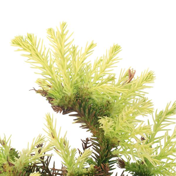 _gardening　ガーデニング　山野草　植物　植物生体　ガーデニング生体　育て方　育成方法　盆栽　ぼんさい　盆栽苗　樹木苗　針葉樹　木の苗　ヒノキ科　スギ属　松柏　杉盆栽　杉　すぎ　AISHI　ｙ25ｍ08　2025tuuki　2025...