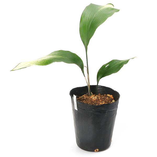 kotenplant　_gardening　ガーデニング　山野草　キジカクシ科　ハラン属　はらん　バラン　苗　育て方　育成方法　栽培方法　葉蘭　馬蘭　Ａｓｐｉｄｉｓｔｒａ　ｅｌａｔｉｏｒ　草木育種　草木六部耕種法　人造バラン　97957　N...