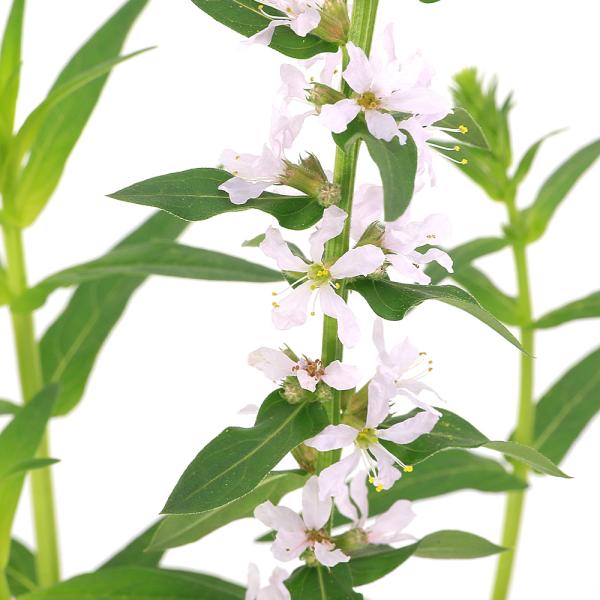 _gardening　水辺植物　水生植物　有茎種　枝もの　ガーデニング　その他水辺植物　ボンバナ　盆花　ショウリョウバナ　精霊花　ソビソウ　鼠尾草　センクツサイ　千屈菜　山野草植物　植物生体　ガーデニング生体　育て方　育成方法　栽培方法　2...