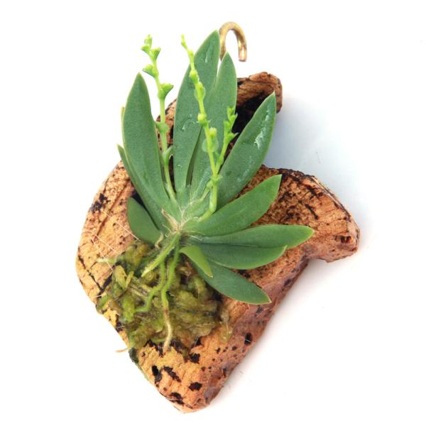 paludariumplants　パルダリウム　テラリウム　観葉植物　園芸　ガーデニング　ビバリウム　アクアテラリウム　水草　宝石蘭　宝石ラン　デスク　インテリアグリーン　スタイリッシュ　育て方　育成方法　栽培方法　Ｏｒｎｉｔｈｏｃｅｐｈａ...