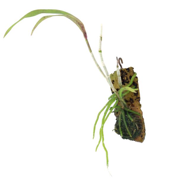 paludariumplants　パルダリウム　テラリウム　観葉植物　園芸　ガーデニング　ビバリウム　アクアテラリウム　水草　宝石蘭　宝石ラン　デスク　インテリアグリーン　スタイリッシュ　育て方　育成方法　栽培方法　Bａｒｋｅｒｉａ　ｓｋｉ...