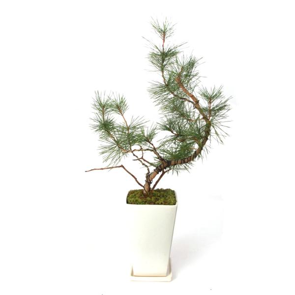 観葉植物　garde1ten　_gardening　osyougatu_plants　osyougatu_item　ガーデニング　山野草　縁起樹　縁起木　植物生体　ガーデニング生体　育て方　育成方法　栽培方法　seitaigensen1te...