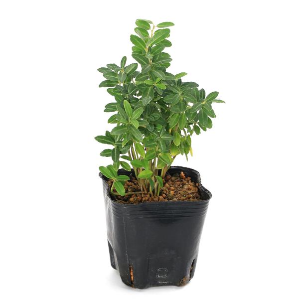 （観葉植物）　ガーデニング　観葉植物　園芸　植物　植物生体　ガーデニング生体　育て方　山野草　山草　育成方法　栽培方法　モチノキ科　モチノキ属　常緑低木　Ｉｌｅｘ　ｃｒｅｎａｔａ　タマツゲ　ツゲ　AISHI 2025tuuki y25m11...