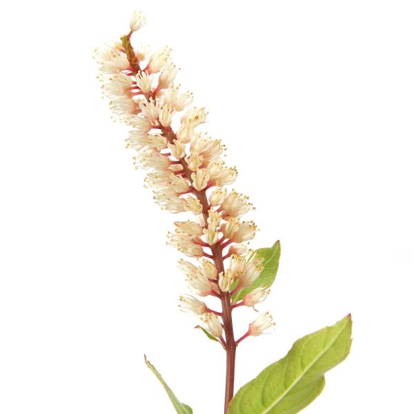 _insect　_gardening　ガーデニング　山野草　植物　植物生体　ガーデニング生体　育て方　育成方法　栽培方法　AISHI　ｙ25ｍ02　20250209　2025tuuki　庭木苗