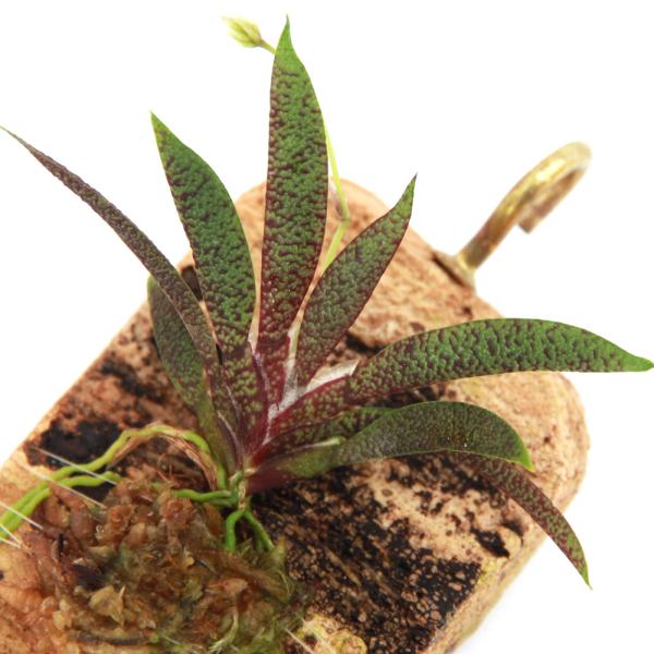 paludariumplants　パルダリウム　テラリウム　観葉植物　園芸　ガーデニング　ビバリウム　アクアテラリウム　水草　インテリアグリーン　スタイリッシュ　育て方　育成方法　栽培方法　Ｃａｄｅｔｉａ　ｆｕｎｉｆｏｒｍｉｓ.　カデティア...