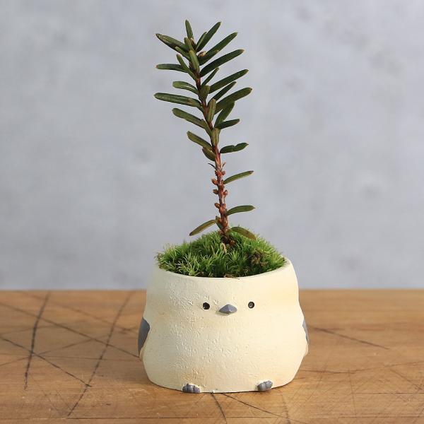 _interior　_gardening　ガーデニング　山野草　寄せ植え　植物　植物生体　育て方　育成方法　栽培方法　観葉植物　createplants_管理用　北海道　カワイイ　鳥　ミニ盆栽　プチ　小さい　20250212　NMIYA　ｙ...
