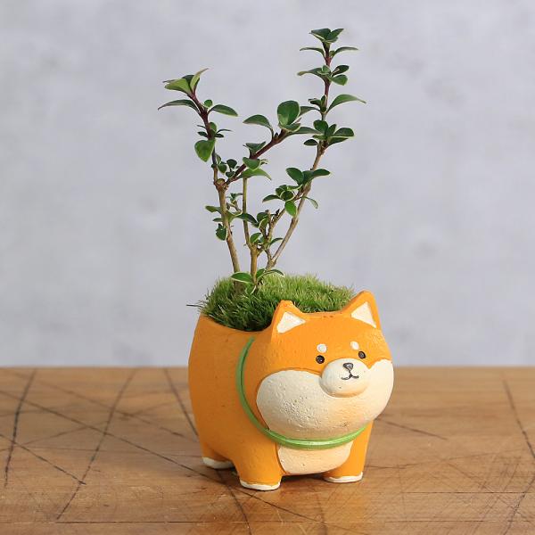 _interior　_gardening　ガーデニング　山野草　寄せ植え　植物　植物生体　育て方　育成方法　栽培方法　観葉植物　createplants_管理用　20250212　NMIYA　ｙ25ｍ02　2025tuuki　gar_san...