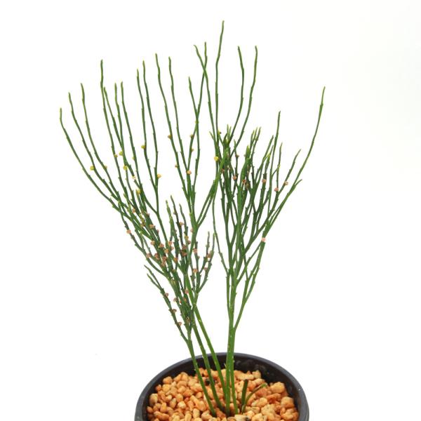 kotenplant　観葉植物　ガーデニング　花　苗　育て方　育成方法　栽培方法　松葉蘭　マツバラン科マツバラン属　マツバラン科　ホウキラン　ｗｈｉｓｋ　ｆｅｒｎ　シダ　常緑シダ植物　趣味　園芸　伝統　sidasannyasou　AISHI...