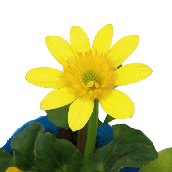 _gardening　ビオトープ　ガーデニング　水辺植物　その他水辺植物　all_plants　山野草　キンポウゲ　ラナンクルス　ラナンキュラス　ヒメリュウキンカ　Ｒａｎｕｎｃｕｌｕｓ　ｆｉｃａｒｉａ　育て方　育成方法　栽培方法　マヨール　...