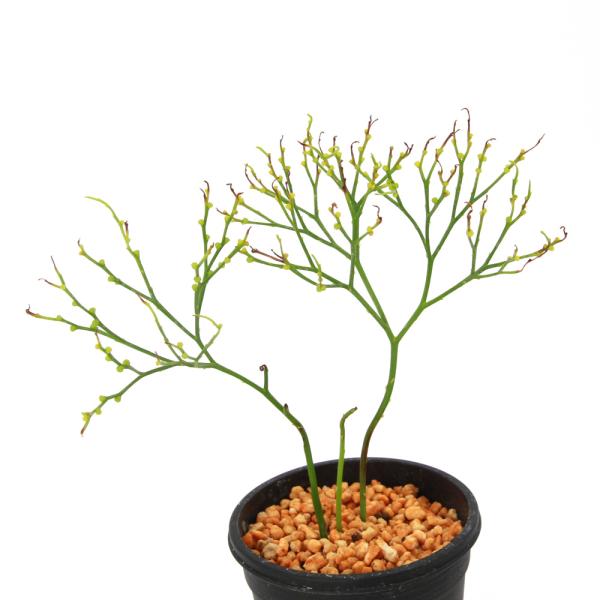 kotenplant　観葉植物　ガーデニング　花　苗　育て方　育成方法　栽培方法　松葉蘭　マツバラン科マツバラン属　マツバラン科　ホウキラン　ｗｈｉｓｋ　ｆｅｒｎ　シダ　常緑シダ植物　趣味　園芸　伝統　AISHI y25m02 202502...