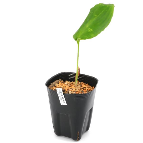 kotenplant　_gardening　ガーデニング　山野草　キジカクシ科　ハラン属　はらん　バラン　苗　育て方　育成方法　栽培方法　葉蘭　馬蘭　Ａｓｐｉｄｉｓｔｒａ　草木育種　草木六部耕種法　AISHI　ｙ25ｍ03　20250308...