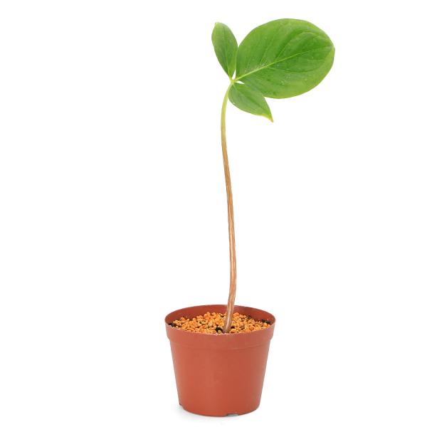 kotenplant　_gardening　ガーデニング　山野草　球根　植物　植物生体　ガーデニング生体　育て方　育成方法　栽培方法　盆栽　テンナンショウ　天南星　マムシソウ　マムシグサ　サトイモ科　Araceae　テンナンショウ属　Ａｒｉ...