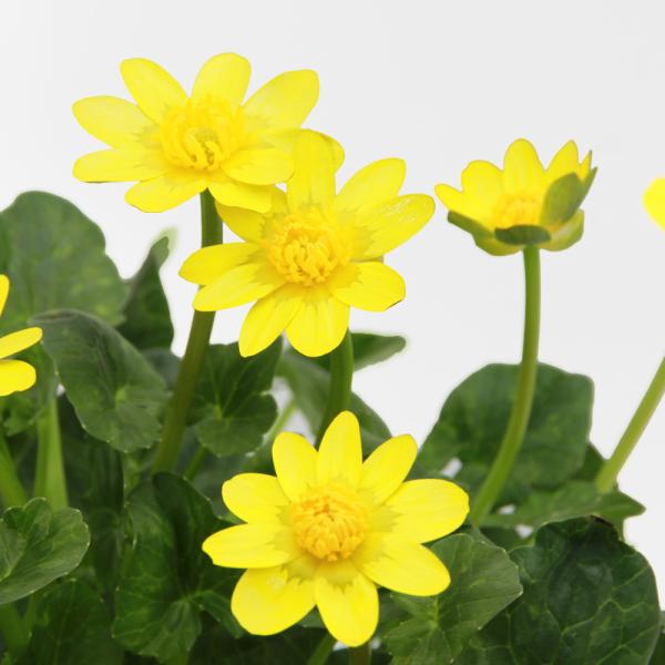 _gardening　ビオトープ　ガーデニング　水辺植物　その他水辺植物　all_plants　山野草　キンポウゲ　ラナンクルス　ラナンキュラス　ヒメリュウキンカ　Ｒａｎｕｎｃｕｌｕｓ　育て方　育成方法　栽培方法　立金花　AISHI　202...