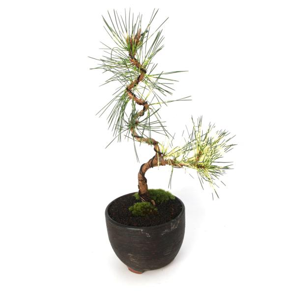 観葉植物　garde1ten　_gardening　osyougatu_plants　osyougatu_item　ガーデニング　山野草　縁起樹　縁起木　植物生体　ガーデニング生体　育て方　育成方法　栽培方法　seitaigensen1te...