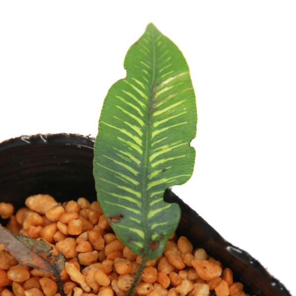 _hachu　_kame　_aqua　_gardening　ガーデニング　テラリウム　ビバリウム　パルダリウム　ディプラジウム　育て方　育成方法　栽培方法　Diplazium　subsinuatum　opa2_delete　sidasann...