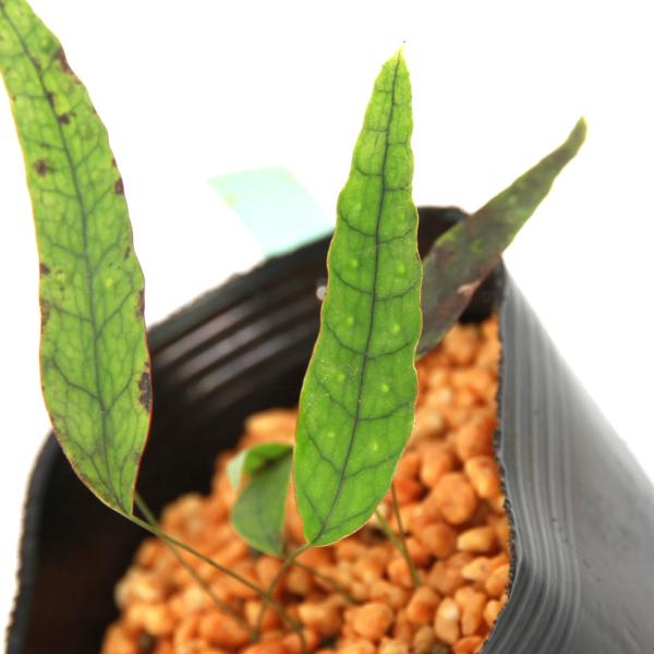 _kame　_gardening　観葉植物　園芸　ガーデニング　ビバリウム　アクアテラリウム　パルダリウム　水草　シダ　育て方　育成方法　栽培方法　ウラボシ科　ウラボシ属　常緑性　常緑シダ植物　多年性　多年草　羊歯植物　シダ植物　三手裏星　...