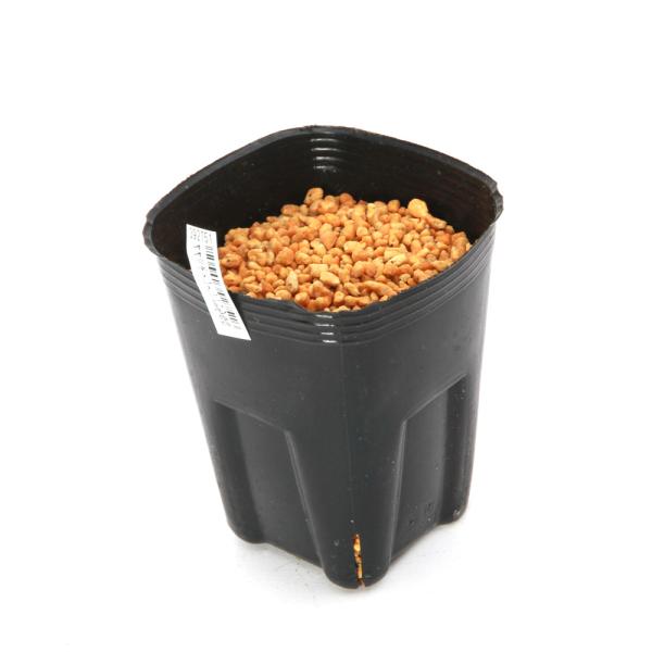 メーカー：■ kotenplant　_gardening　ガーデニング　山野草　球根　蝮草　関東蝮草　カントウマムシグサ　テンナンショウ　マムシソウ　マムシグサ　植物　植物生体　ガーデニング生体　育て方　育成方法　栽培方法　盆栽　Arisa...