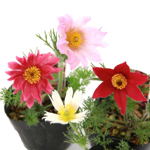 _gardening　ガーデニング　Ｐｕｌｓａｔｉｌｌａ　ｃｅｒｎｕａ　プルサティラ　ゼガイソウ　善界草　ハクトウソウ　白頭草　ケイセンカ　桂仙花　山野草　テラリウム　育て方　育成方法　栽培方法　090list　bnr_hrgmgr　120...