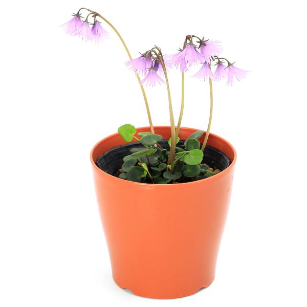 （観葉植物）　_gardening　ガーデニング　山野草　球根　イワカガミ　育て方　育成方法　栽培方法　いわかがみ　岩鏡　Schizocodon soldanelloides　イワウメ科イワカガミ属　耐寒性常緑多年草　宿根草　日本　苔　ヤマ...