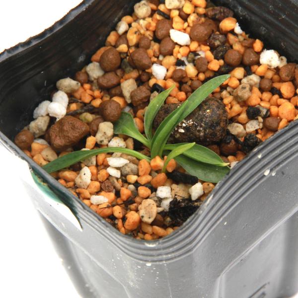 ガーデニング　山野草　ねじばな　ねじ花　ネジレバナ　植物　植物生体　ガーデニング生体　育て方　育成方法　栽培方法　屋久島ネジバナ　ヤクシマモジズリ　AISHI　ｙ25ｍ04　20250419　2025tuuki