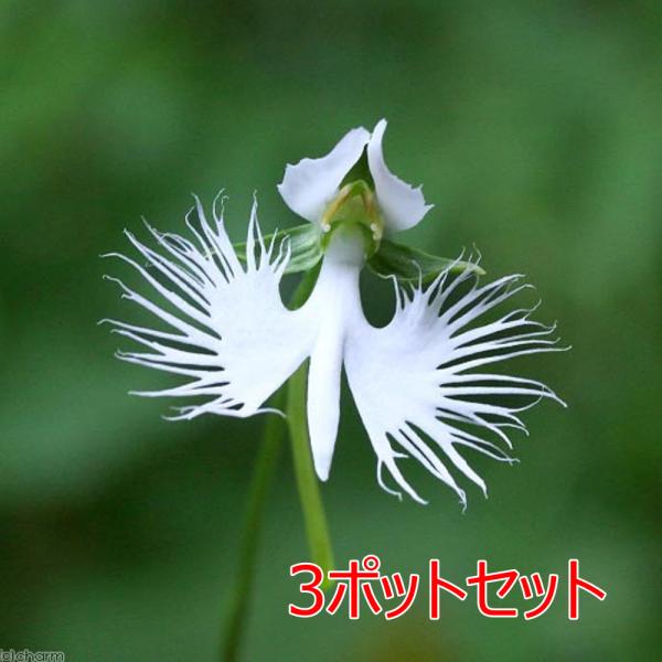 _gardening　ガーデニング　山野草　Ｐｅｃｔｅｉｌｉｓ　Ｈａｂｅｎａｒｉａ　ｒａｄｉａｔａ　サギラン　sannyasou_2014　gar_hikoukisanya　植物　植物生体　ガーデニング生体　育て方　育成方法　栽培方法　ＹＭ...