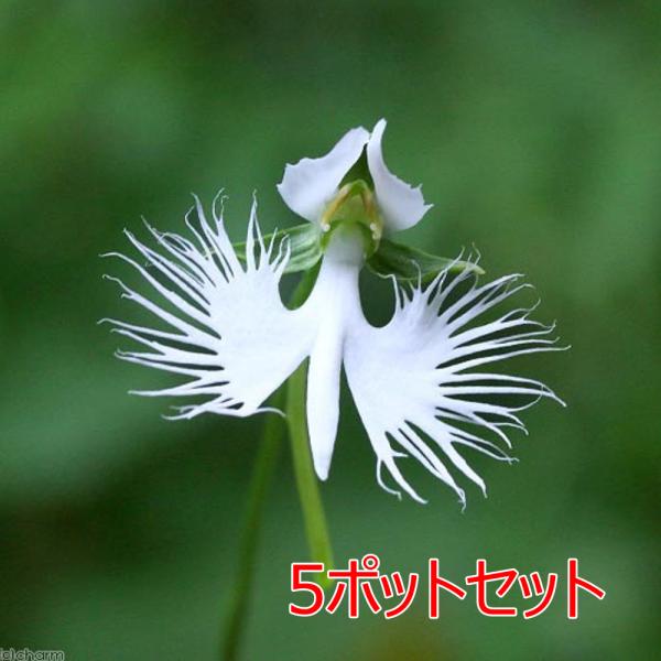 _gardening　ガーデニング　山野草　Ｐｅｃｔｅｉｌｉｓ　Ｈａｂｅｎａｒｉａ　ｒａｄｉａｔａ　サギラン　sannyasou_2014　gar_hikoukisanya　植物　植物生体　ガーデニング生体　育て方　育成方法　栽培方法　ＹＭ...