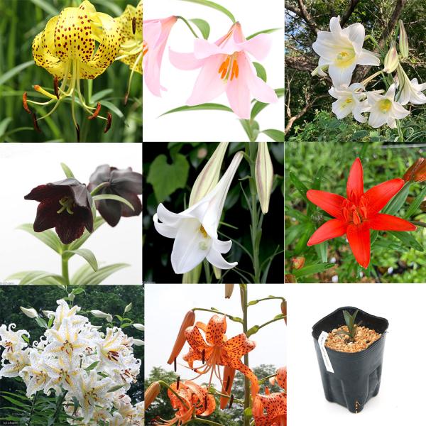 _gardening　ガーデニング　リリー　Ｌｉｌｉｕｍ　ｌａｃｉｆｏｌｉｕｍ　山野草　植物　植物生体　ガーデニング生体　039_list　育て方　育成方法　栽培方法　ユリ　百合　20250420　NMIYA　ｙ25ｍ04　2025tuuk...
