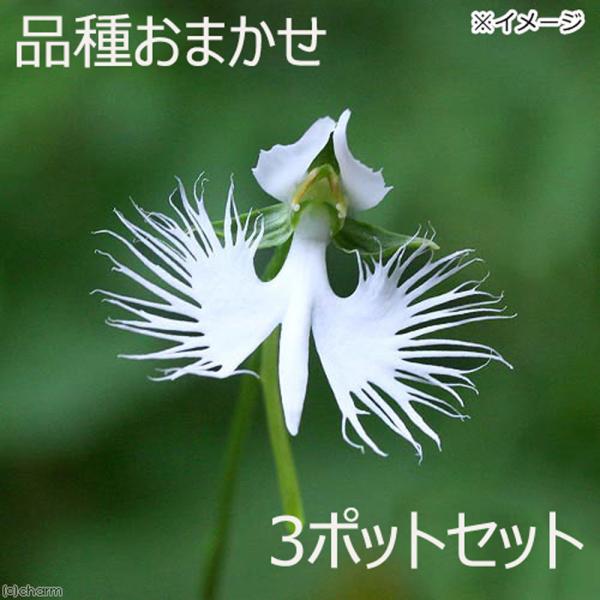 _gardening　ガーデニング　山野草　Ｐｅｃｔｅｉｌｉｓ　Ｈａｂｅｎａｒｉａ　ｒａｄｉａｔａ　サギラン　sannyasou_2014　gar0620_sanya　育て方　育成方法　栽培方法　topsnya_190604　opa2_de...