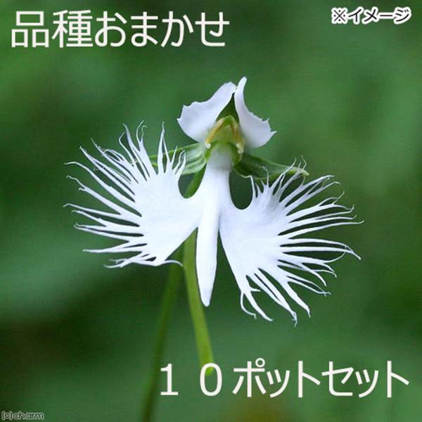 _gardening　ガーデニング　山野草　Ｐｅｃｔｅｉｌｉｓ　Ｈａｂｅｎａｒｉａ　ｒａｄｉａｔａ　サギラン　sannyasou_2014　gar0620_sanya　育て方　育成方法　栽培方法　topsnya_190604　opa2_de...