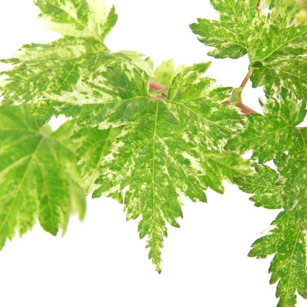 観葉植物　_gardening　ガーデニング　山野草　球根　sannyasou　植物　植物生体　ガーデニング生体　育て方　育成方法　栽培方法　庭木　地植え　庭植え　小米ウツギ　空木　ウツギ　斑入り箱根空木　フイリハコネウツギ　AISHI　ｙ...