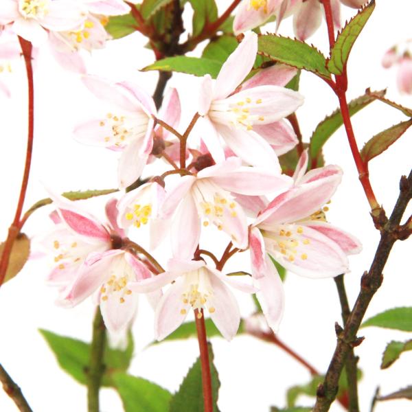 観葉植物　_gardening　ガーデニング　山野草　球根　sannyasou　植物　植物生体　ガーデニング生体　育て方　育成方法　栽培方法　庭木　地植え　庭植え　空木　ウツギ　AISHI　ｙ25ｍ05　20250521　2025tuuki...