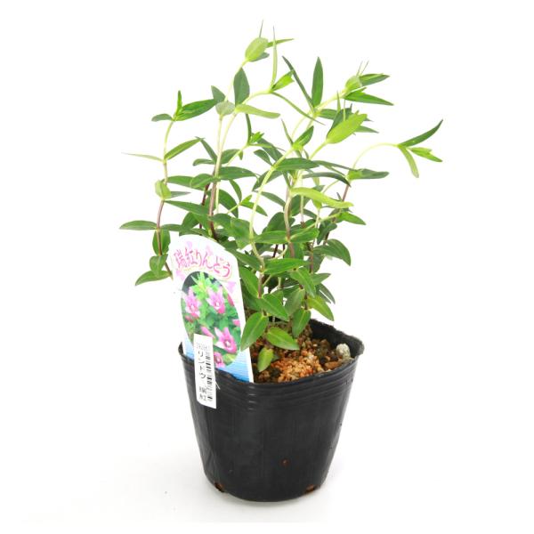 ガーデニング　花　山野草　苗　リンドウ　りんどう　竜胆　敬老の日　育て方　育成方法　栽培方法　（観葉植物）　瑞紅リンドウ　瑞紅竜胆　AISHI　ｙ25ｍ06　2025tuuki　20250601　Ｇｅｎｔｉａｎａ　’ｚｕｉｋｏｕ’