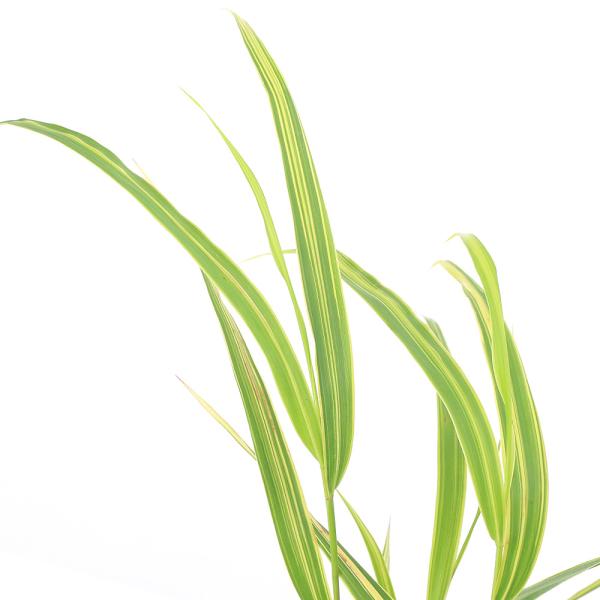 _gardening　ガーデニング　山野草　テラリウム　植物　植物生体　ガーデニング生体　育て方　育成方法　栽培方法　風知草　楓知草　フウチソウ　斑入り　AISHI　ｙ25ｍ07　2025tuuki 20250715　seitaievent...