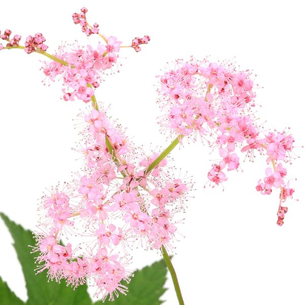 _gardening　ガーデニング　山野草　シモツケソウ　植物　植物生体　ガーデニング生体　育て方　育成方法　栽培方法　京鹿子　アッパナ・カノソウ　Filipendula　purpurea　AISHI　ｙ25ｍ06　2025tuuki　20...