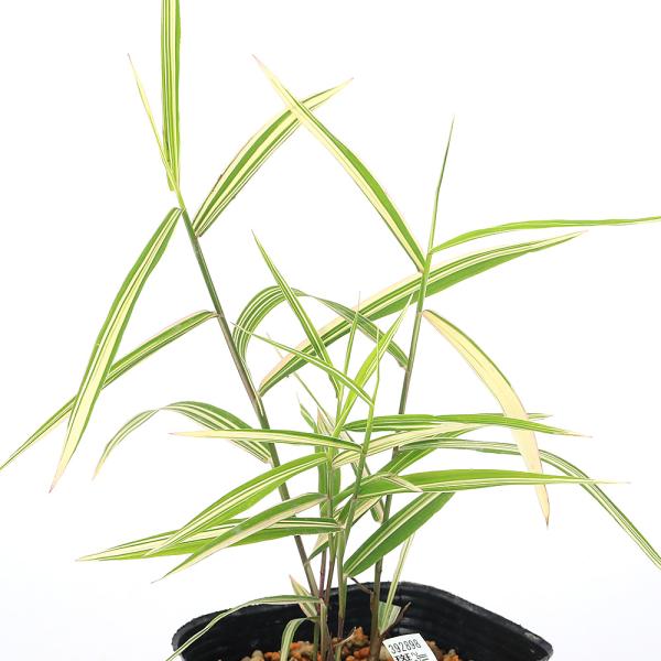 _gardening　ビオトープ　ガーデニング　山野草　イネ科　チャスマンティウム属　宿根コバンソウ　西洋小判草　ニセ小判草　Ｃｈａｓｍａｎｔｈｉｕｍ　ｌａｔｉｆｏｌｉｕｍ　all_plants植物　植物生体　ガーデニング生体　育て方　育成...