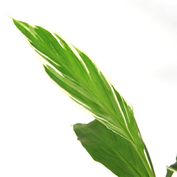 _gardening　ガーデニング　山野草　植物　植物生体　ガーデニング生体　育て方　育成方法　栽培方法　山菜　斑入り　フイリ　ミョウガ　花みょうが　茗荷　家庭菜園　野菜　苗　薬味　香辛野菜　ショウガ科　ショウガ属　Ｚｉｎｇｉｂｅｒ　ｍｉｏ...