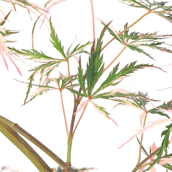 ガーデニング　山野草　もみじ　Ａｃｅｒ　ｓｐ．　カエデ　楓　紅葉　植物　植物生体　ガーデニング生体　育て方　育成方法　栽培方法　カエデ科　カエデ属　庭木　樹木　花纏　古典園芸　kotenmomiji　ｙ25ｍ08　20250811　ＡＩＳＨ...