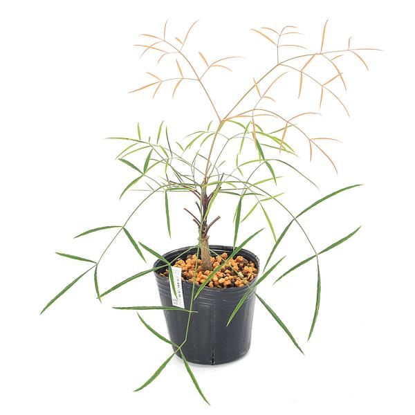 _gardening　ガーデニング　園芸　山野草　お正月　縁起樹　縁起木　南天　ナンテン　植物　植物生体　ガーデニング生体　育て方　育成方法　栽培方法　きんしなんてん　品種　メギ科　ナンテン属　紅葉樹　Ｎａｎｄｉｎａ　ｄｏｍｅｓｔｉｃａ　ｖ...