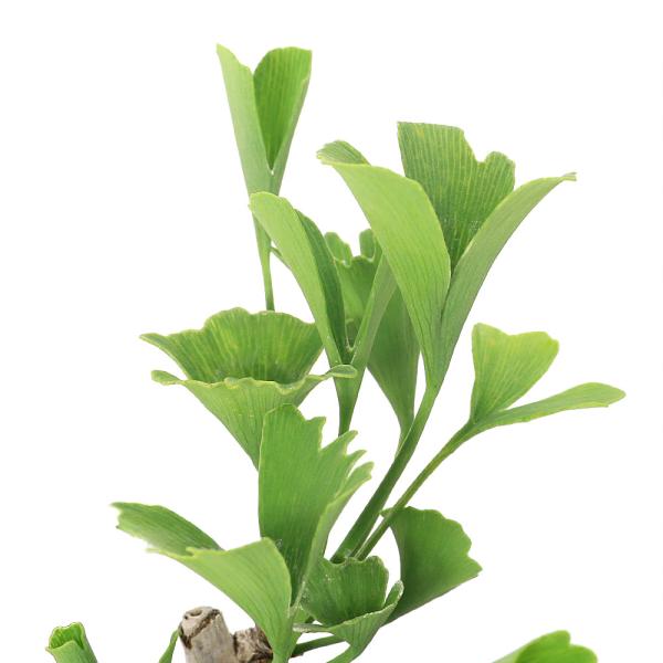 _gardening　ガーデニング　山野草　植物　植物生体　ガーデニング生体　育て方　育成方法　栽培方法　縁起樹　縁起木　お正月　ギンナン　イチョウ科イチョウ属　常緑高木　AISHI　ｙ25ｍ08　2025tuuki　ラッパイチョウ　202...